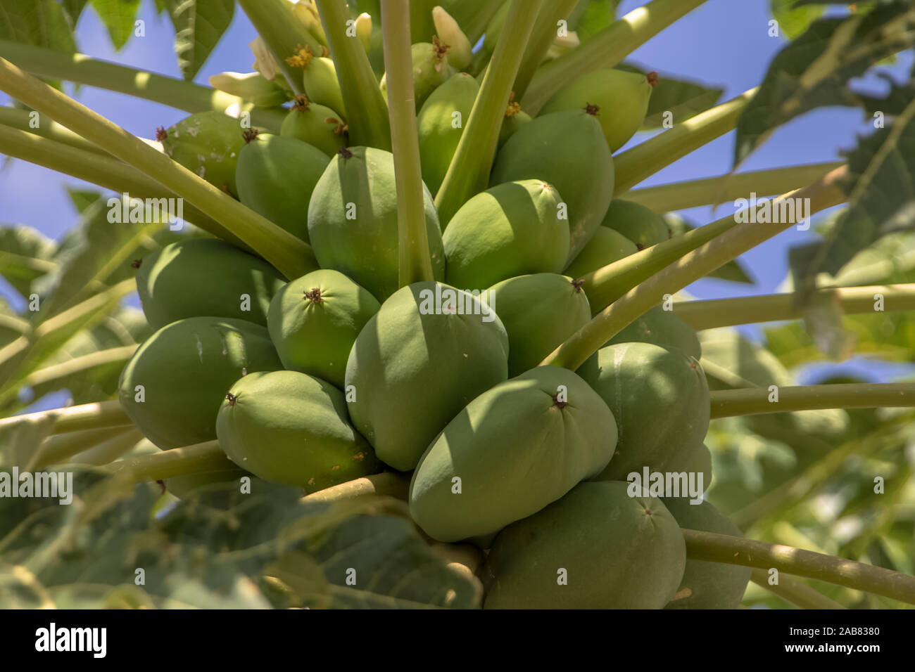 Papaya trees africa hi-res stock photography and images - Alamy