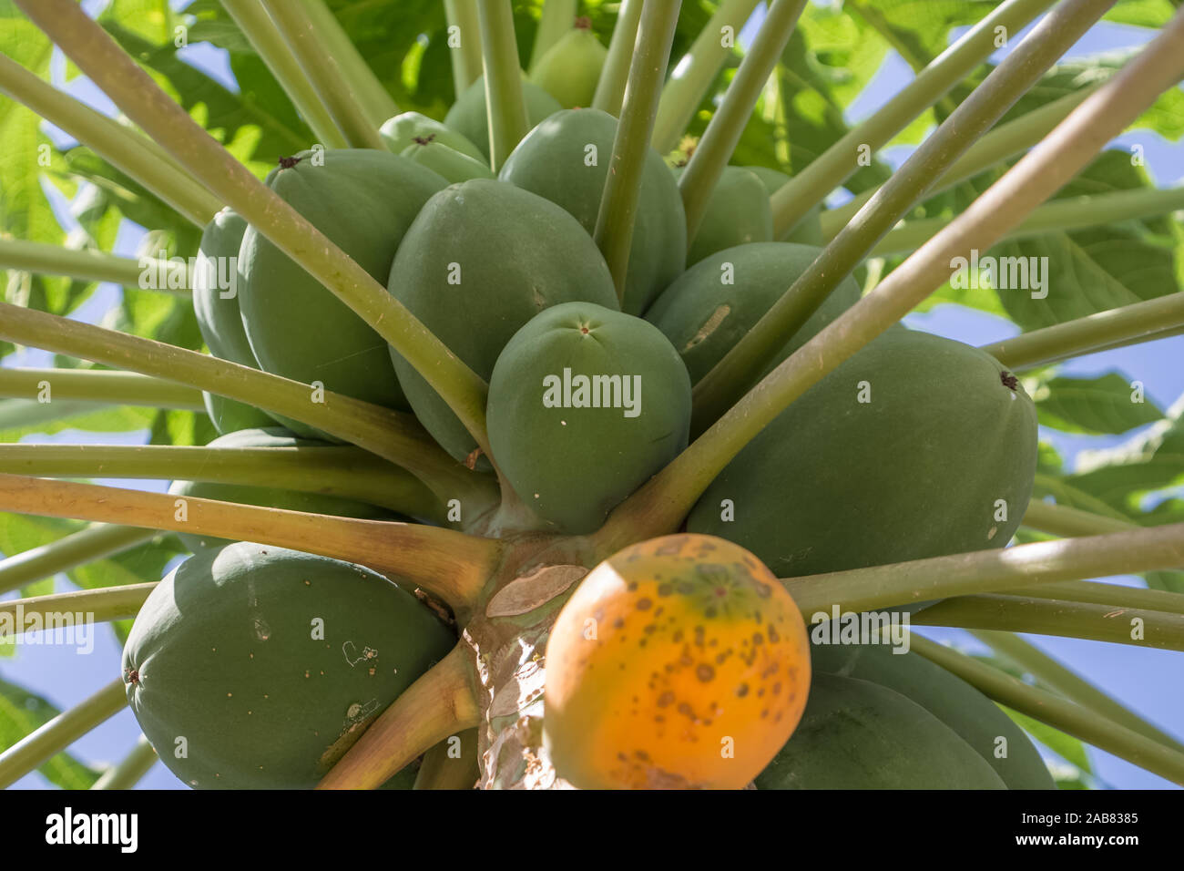 View of papaya tree with detailed growing papayas, typically tropical ...