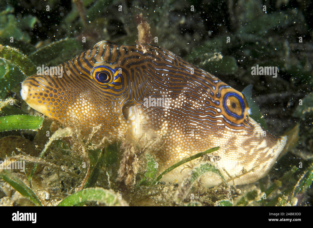 Puffer fish (Canthigaster sp.), capable of inflating itself to almost ...