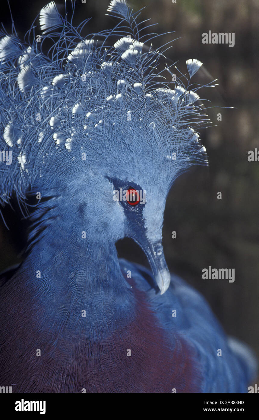 Victoria crowned-pigeon (Goura victoria), portrait showing lacy crest ...