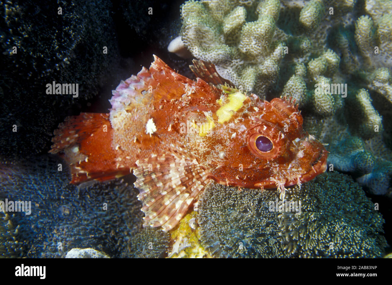 Scorpaena jacksonensis hi-res stock photography and images - Alamy
