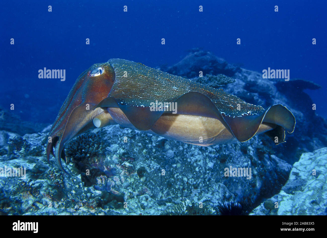 Australian giant cuttlefish hi-res stock photography and images - Alamy