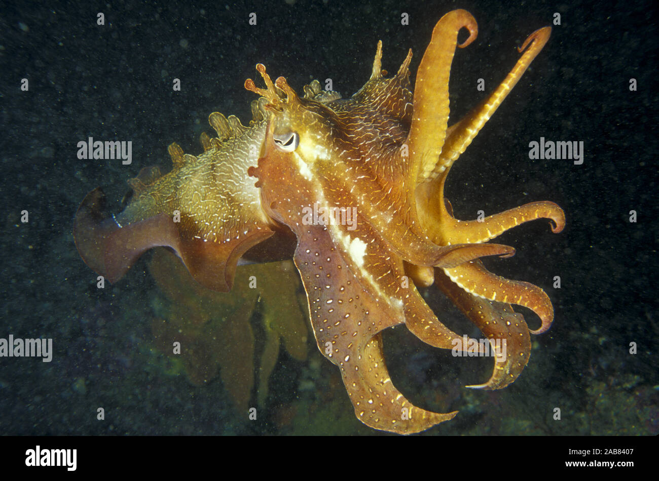 Australian giant cuttlefish (Sepia apama), the largest cuttlefish in ...
