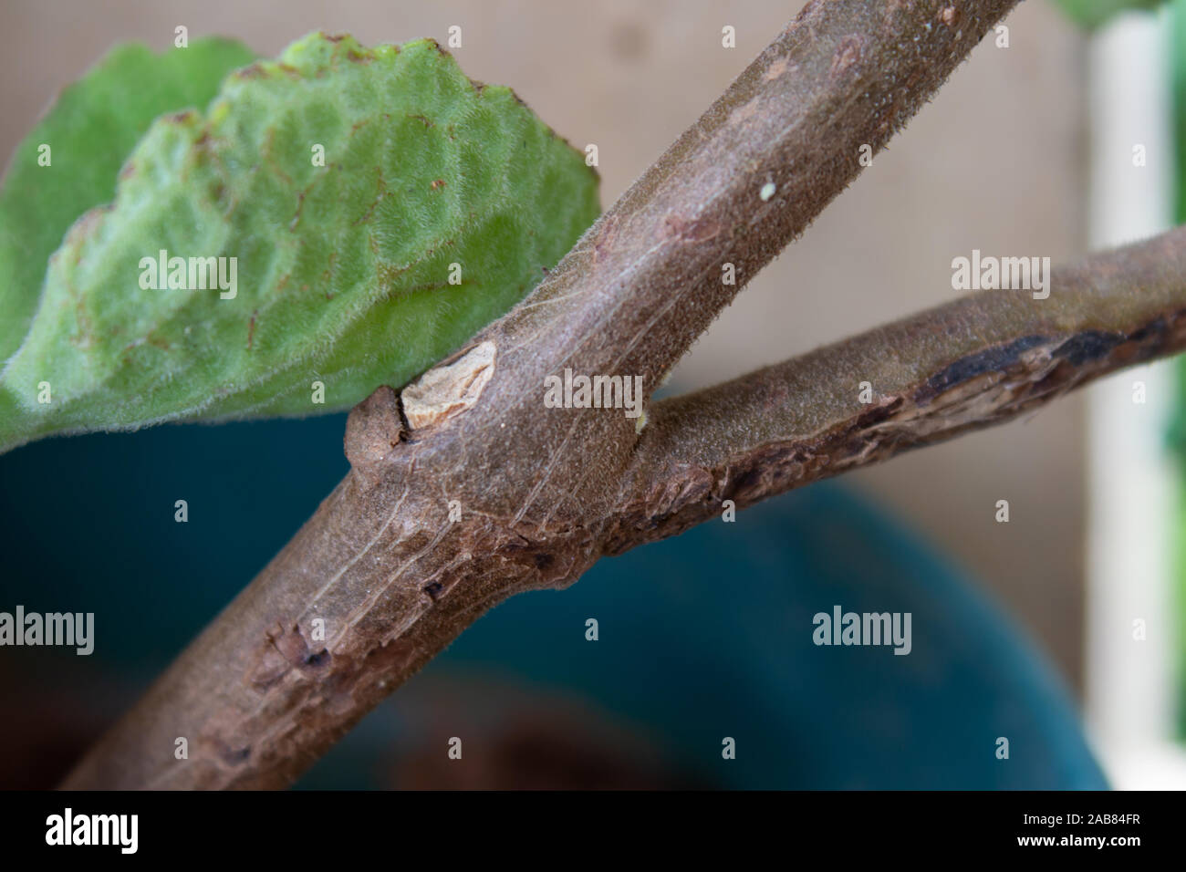 Stem & green leaf of Indian borage, Country borage (Botanical name ...
