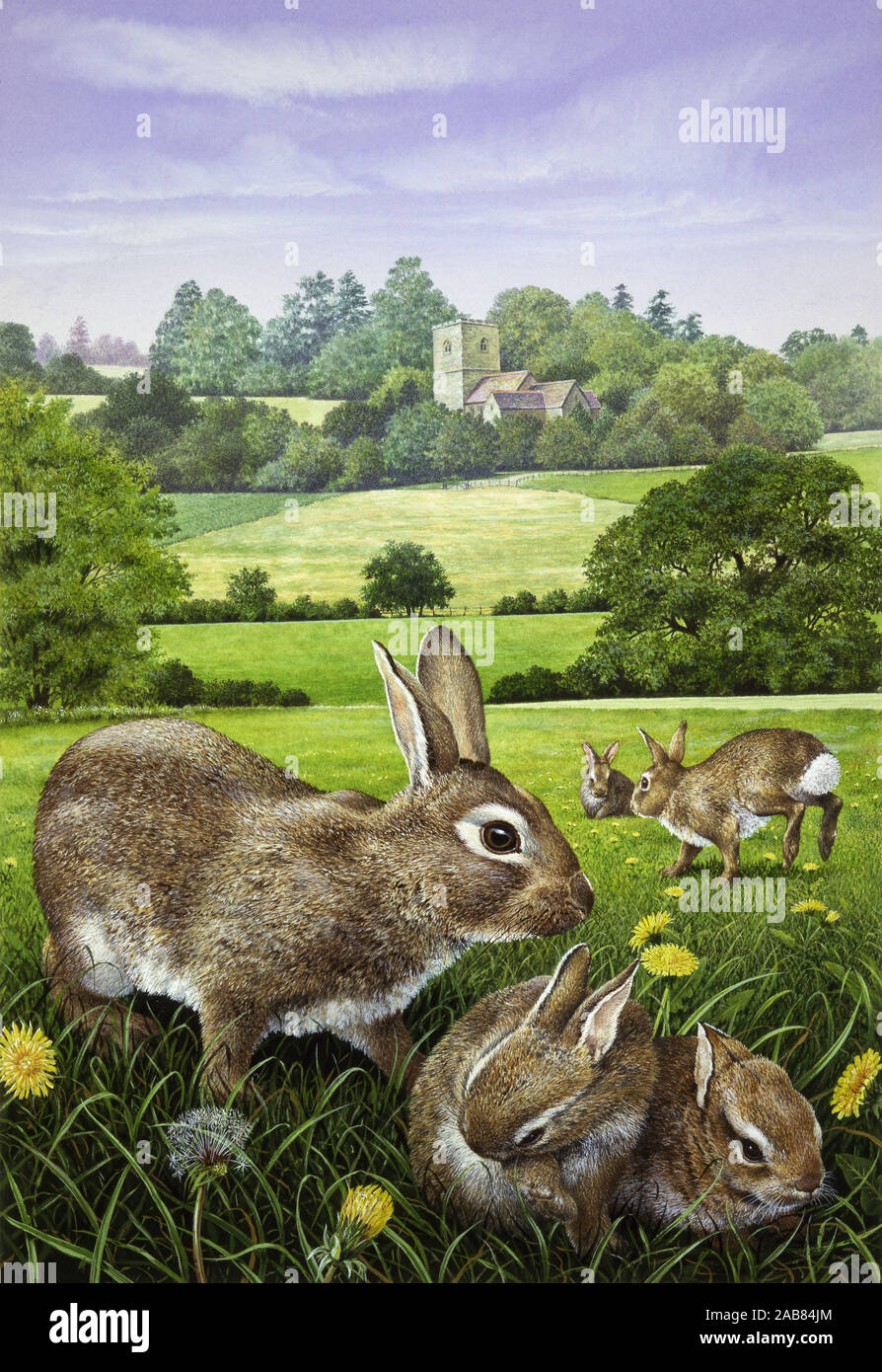 Beauty rabbits hi-res stock photography and images - Alamy