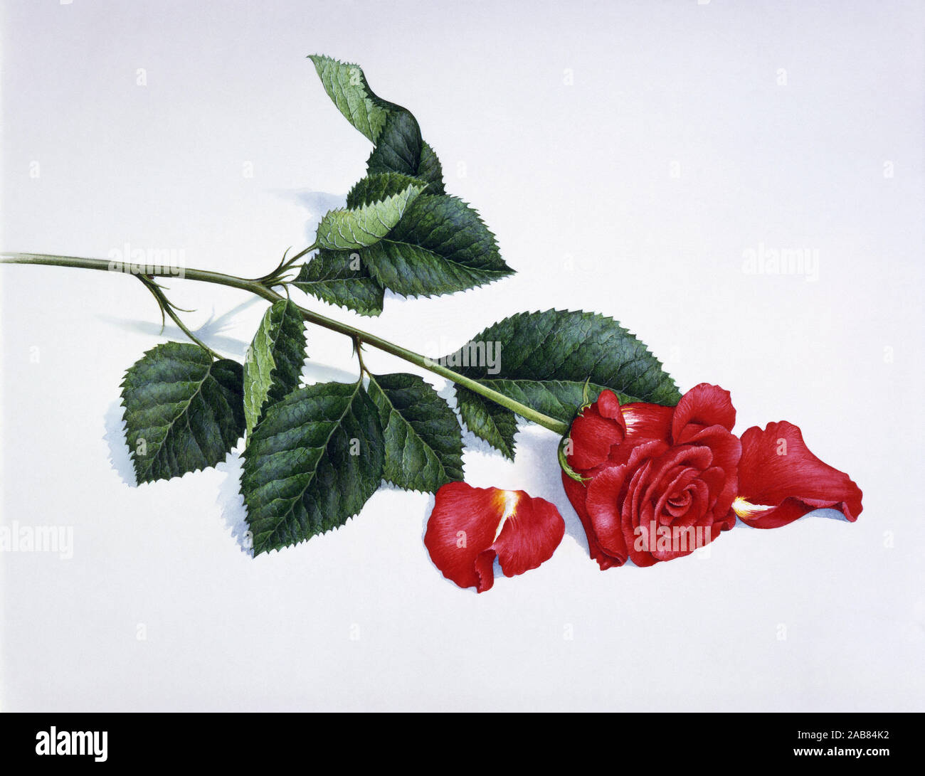 Illustrations leaves hi-res stock photography and images - Alamy