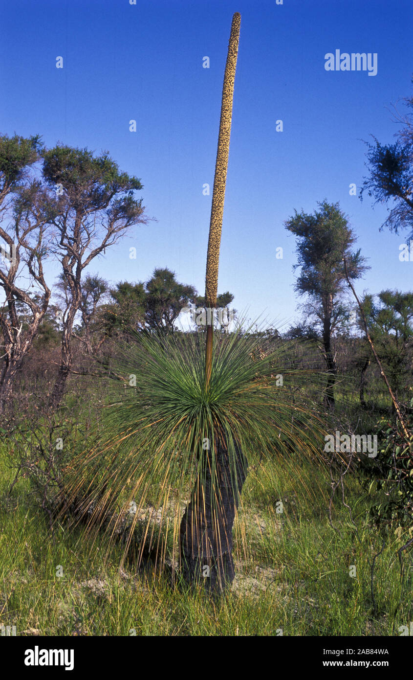 Xanthorrhoea Glauca