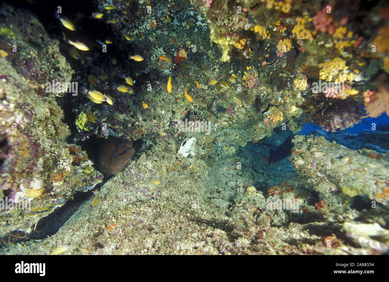 Scene under coral ledge. Lady Elliott Island, Great Barrier Reef ...