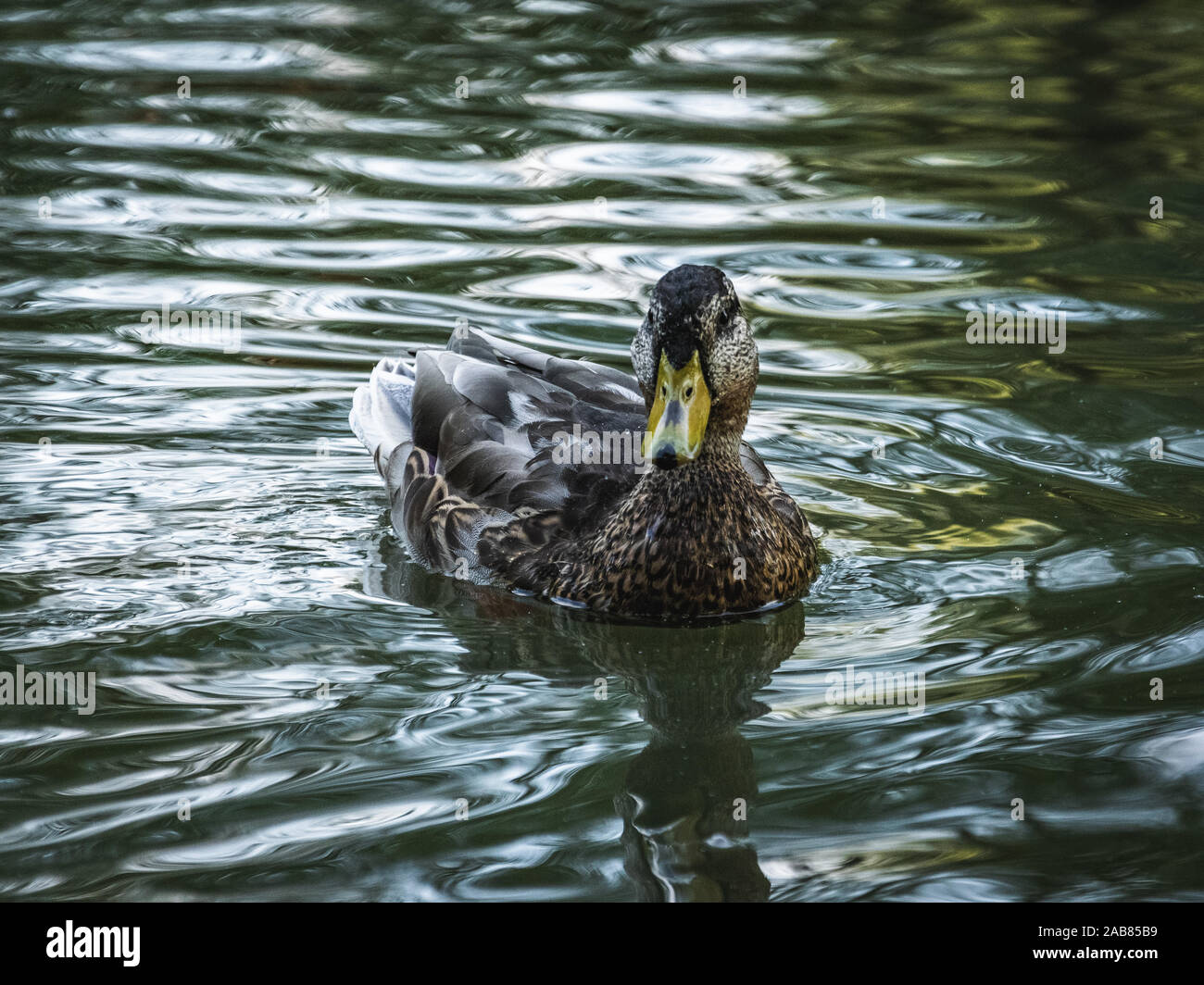 A female mallard duck making ripples as it swims through the water of ...