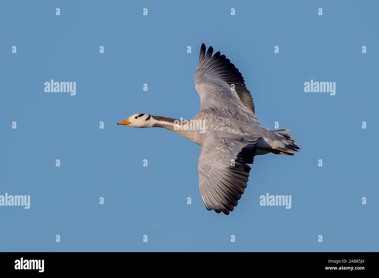 Bar Headed Goose Flying Stock Photo - Alamy