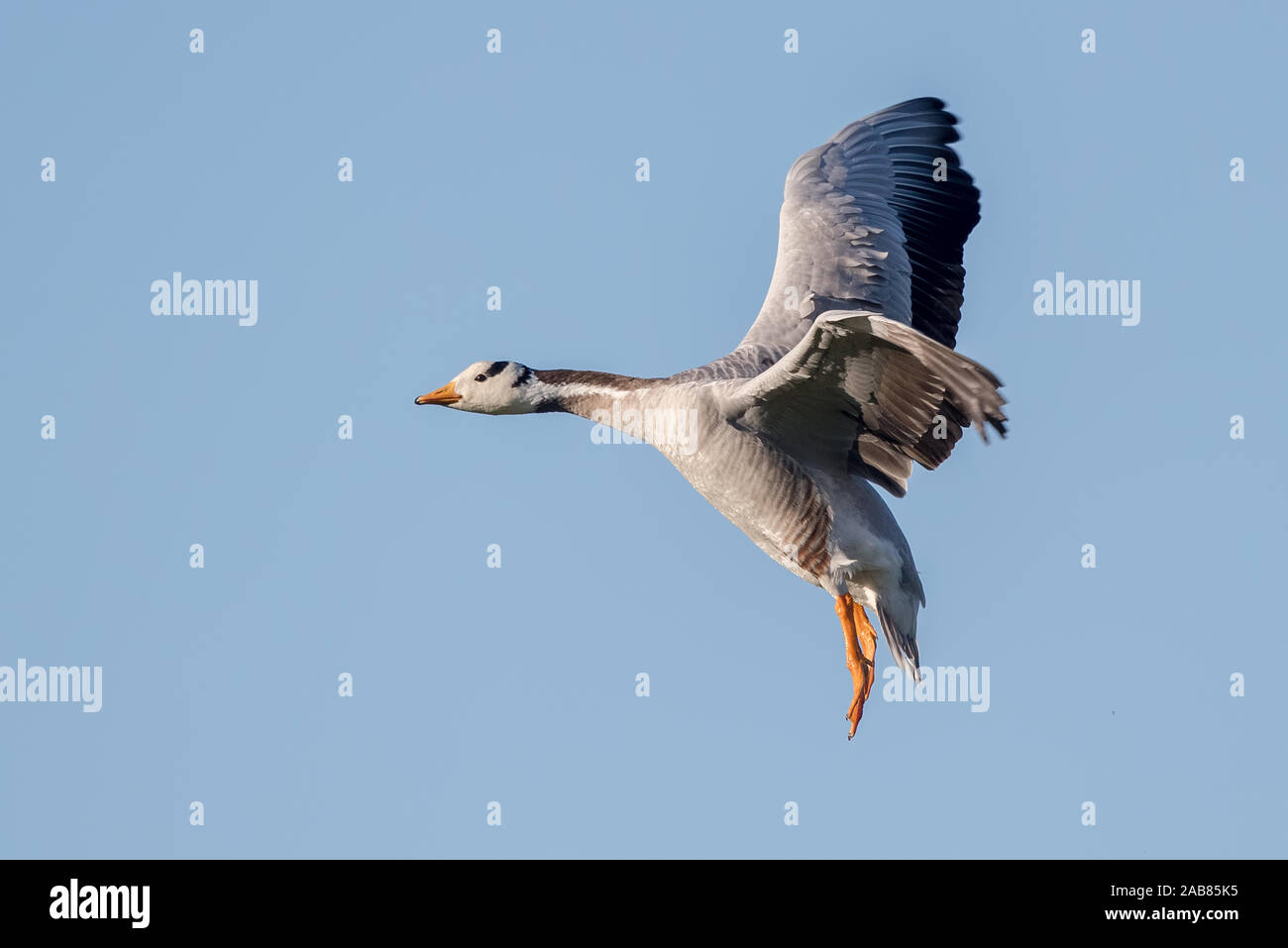 Bar Headed Goose Flying Stock Photo - Alamy