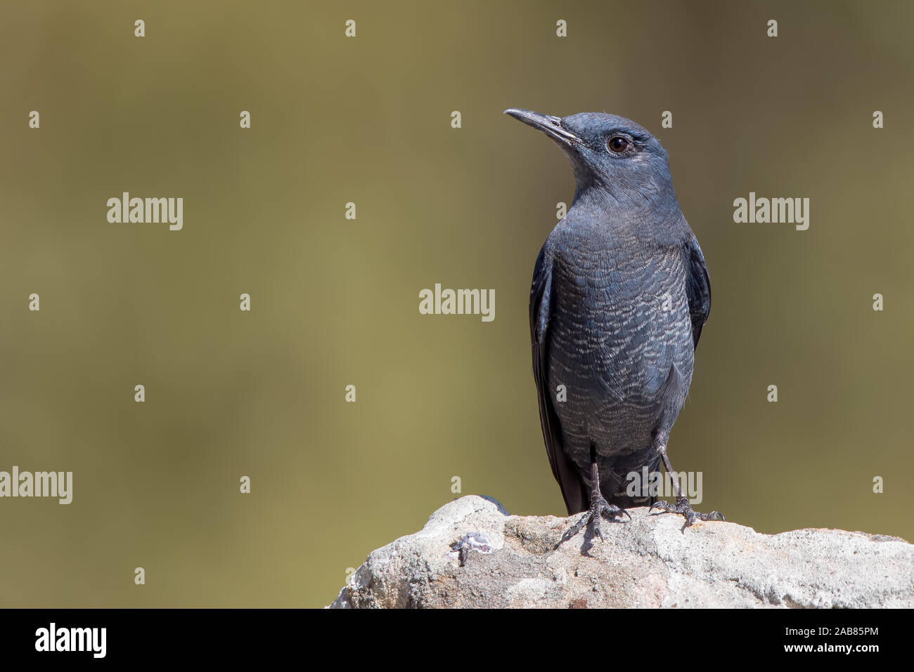 Blue rock thrush isolated hi-res stock photography and images - Alamy