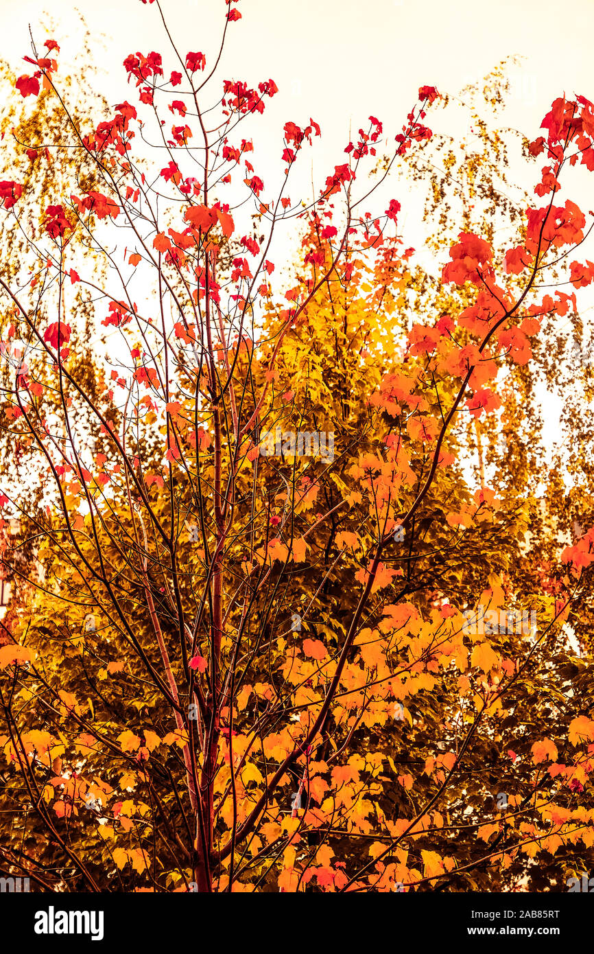 Seasonal travel, retro backdrop and rural environment concept ...