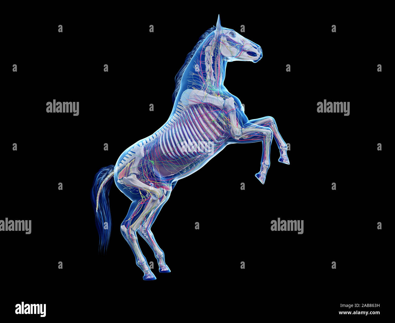 3d rendered medically accurate illustration of the equine anatomy Stock ...