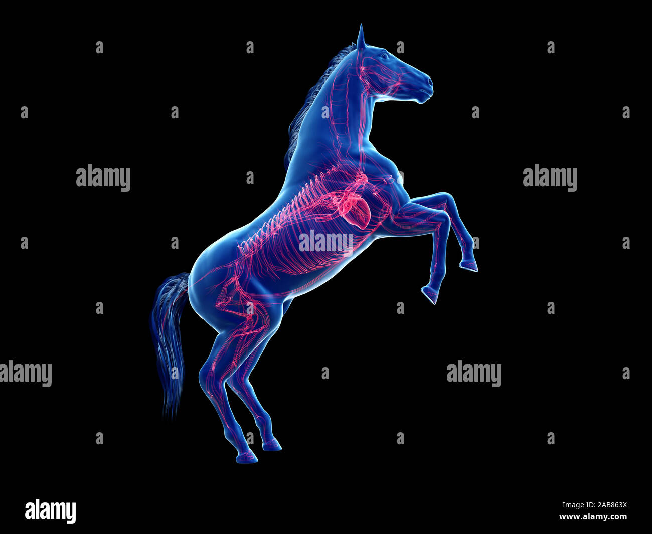 Cardiovascular system horse anatomy hi-res stock photography and images ...