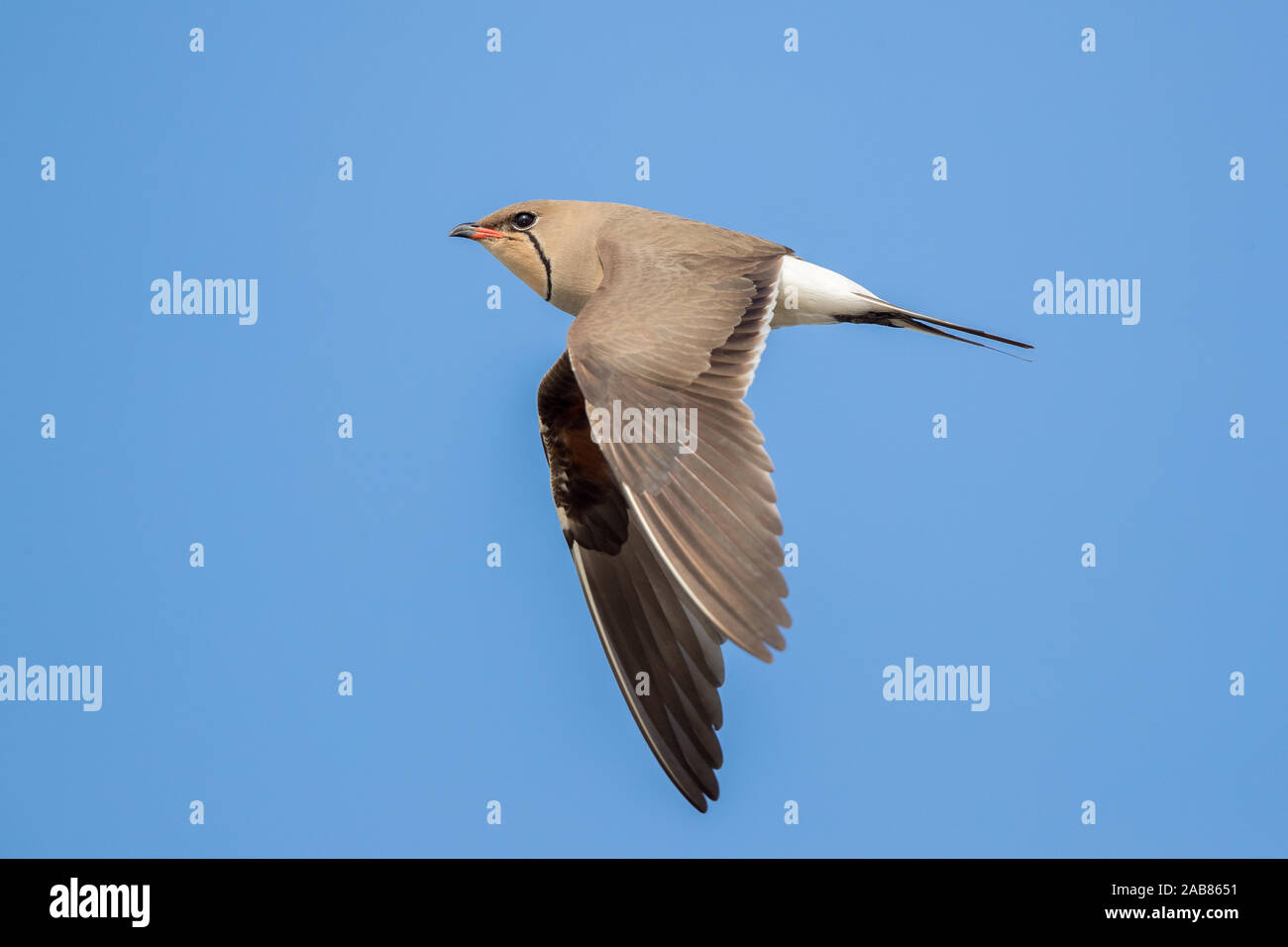 Collared pratincole europe hi-res stock photography and images - Alamy