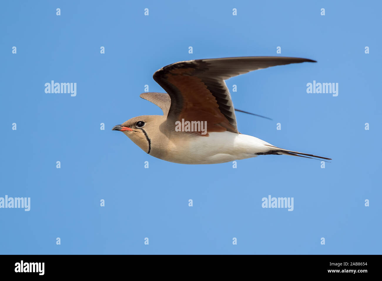 Collared pratincole europe hi-res stock photography and images - Alamy