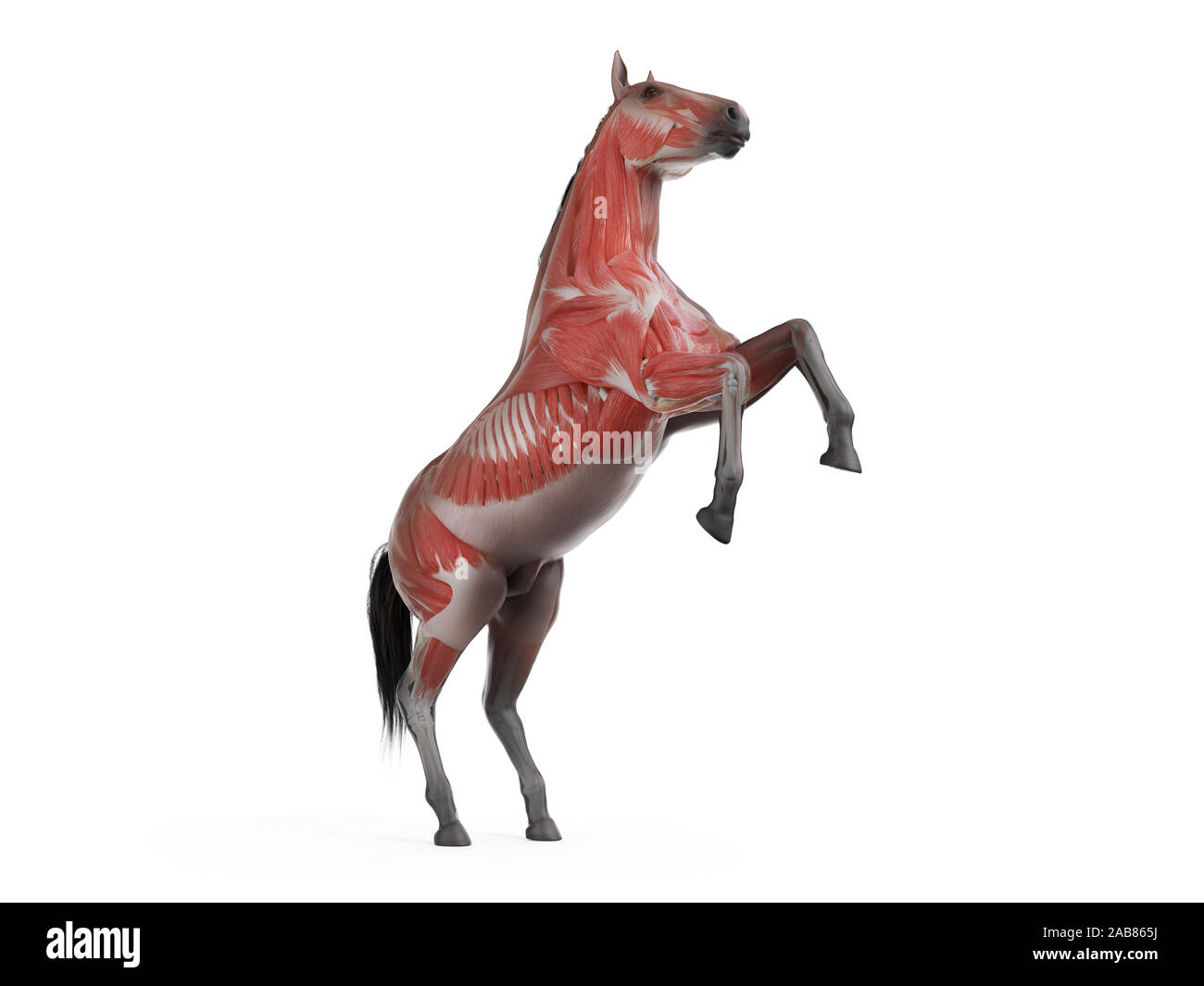 3d rendered medically accurate illustration of the equine anatomy - the ...
