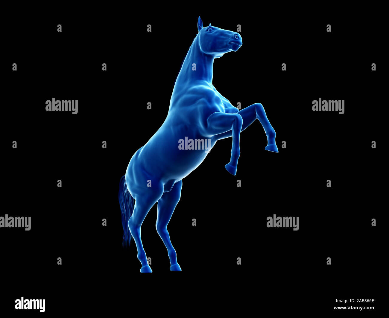 3d rendered medically accurate illustration of the equine anatomy - the ...