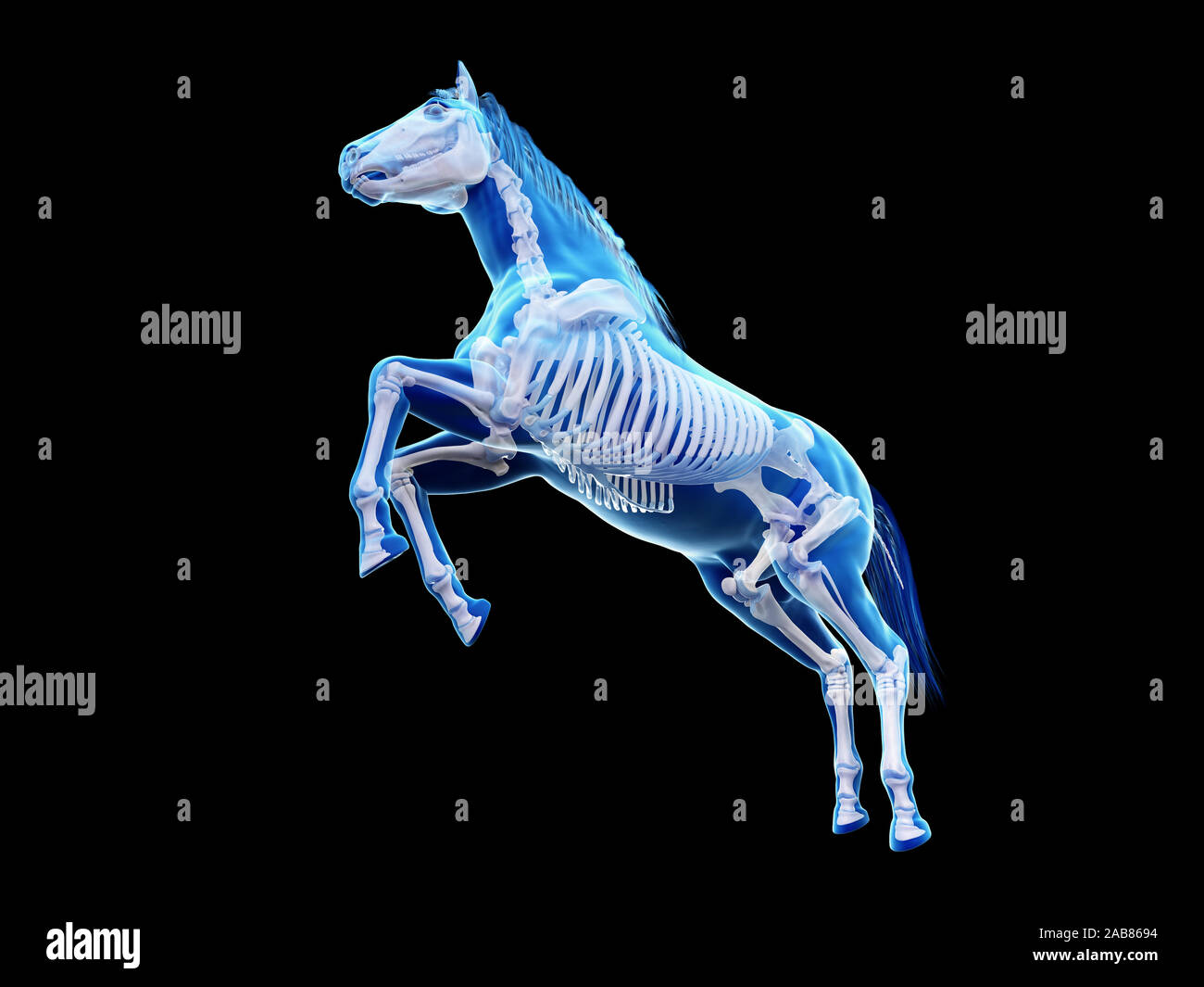 3d rendered medically accurate illustration of the equine anatomy - the ...