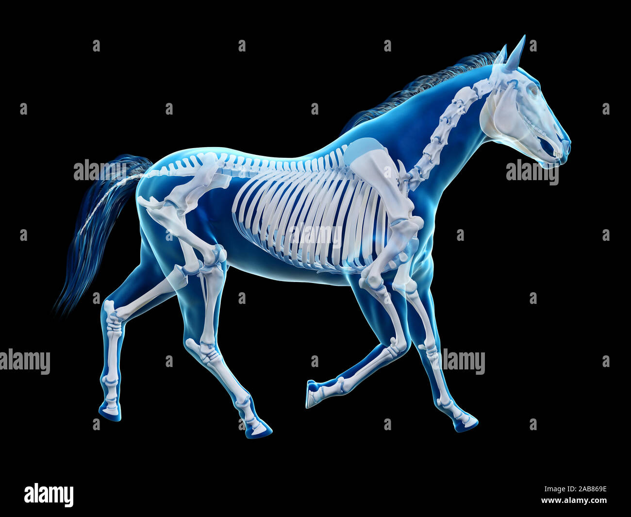 3d rendered medically accurate illustration of the equine anatomy - the ...