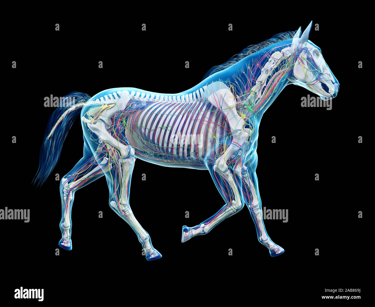 3d rendered medically accurate illustration of the equine anatomy Stock ...