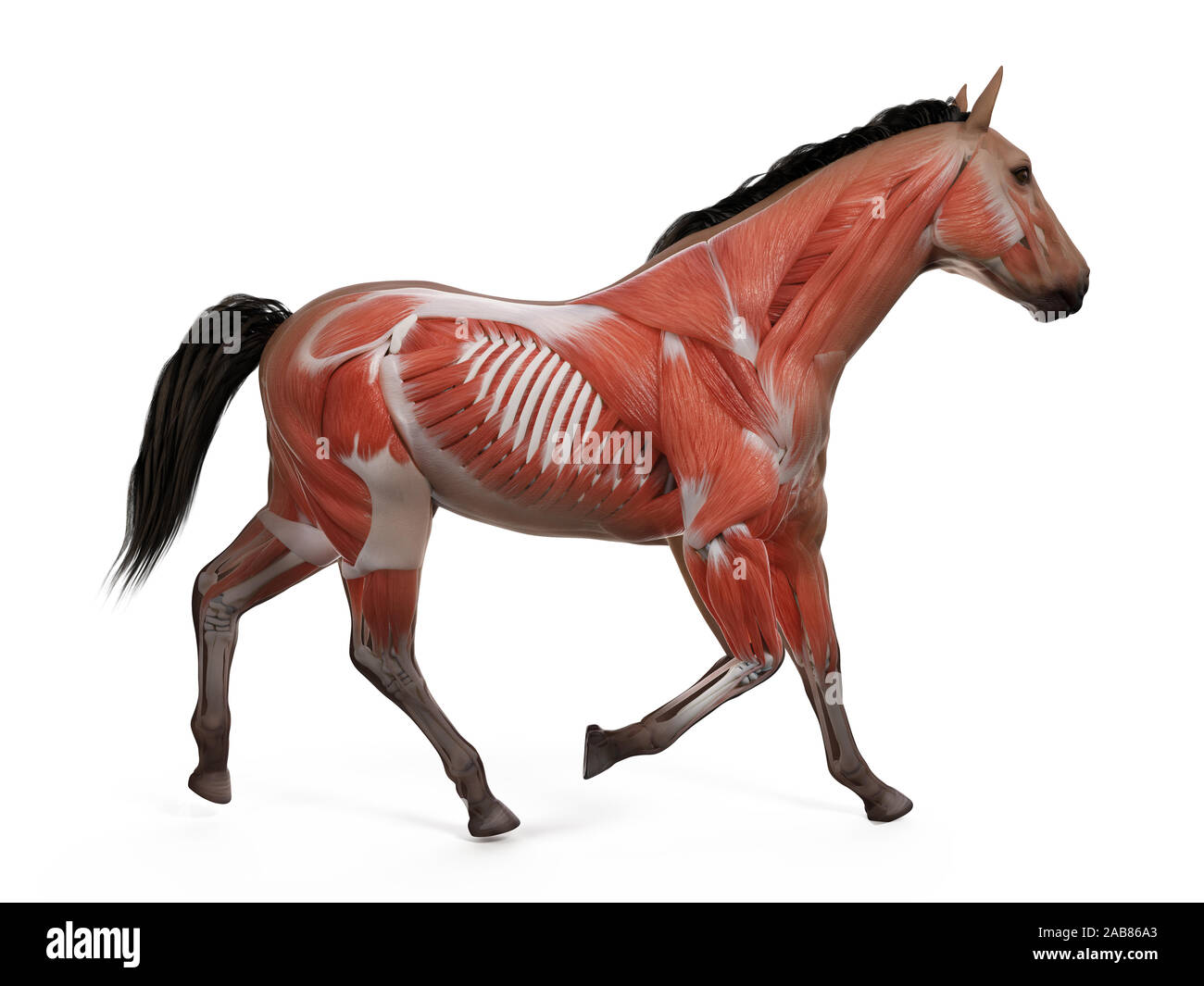 3d rendered medically accurate illustration of the equine anatomy - the ...