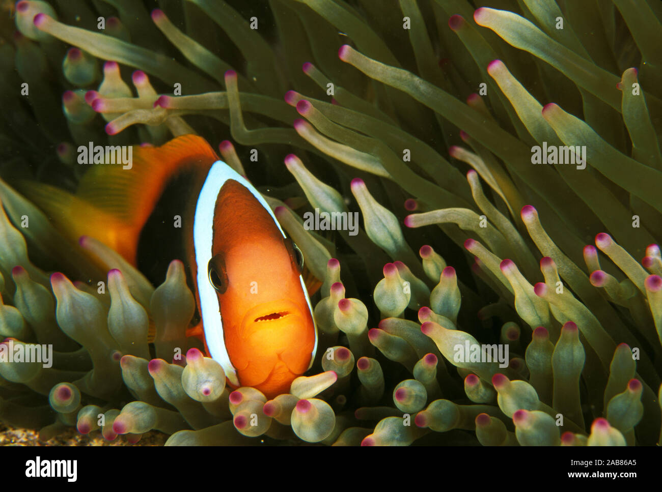Fire clownfish (Amphiprion melanopus), in tentacles of Bulb-tentacle ...