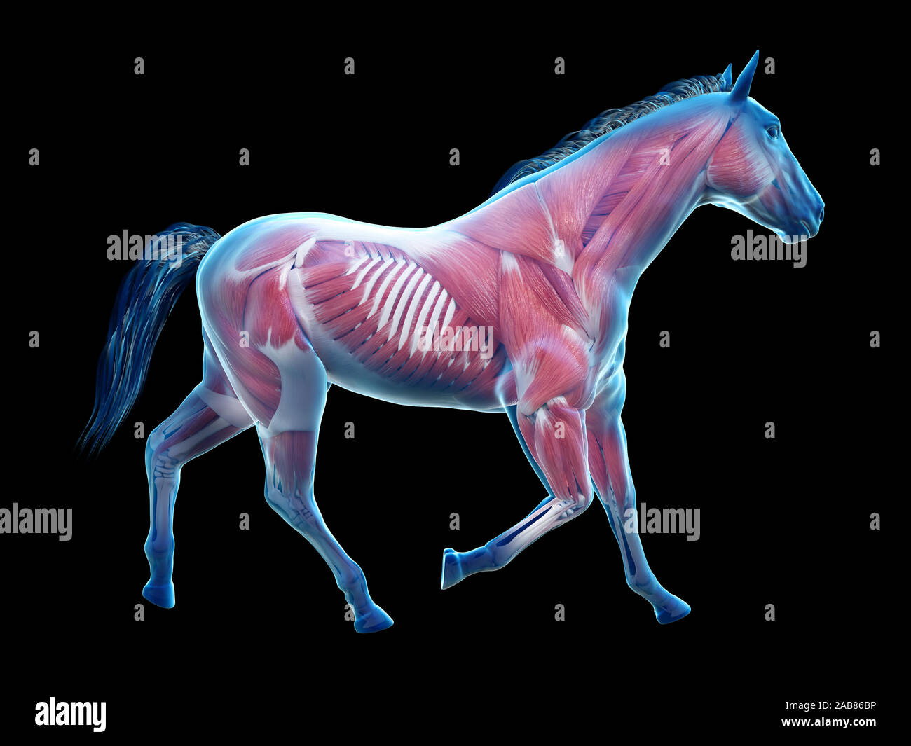 3d rendered medically accurate illustration of the equine anatomy - the ...