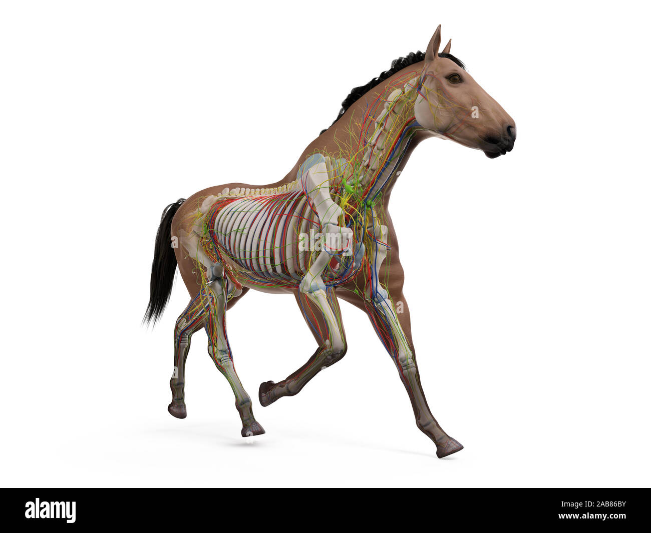 3d rendered medically accurate illustration of the equine anatomy Stock ...