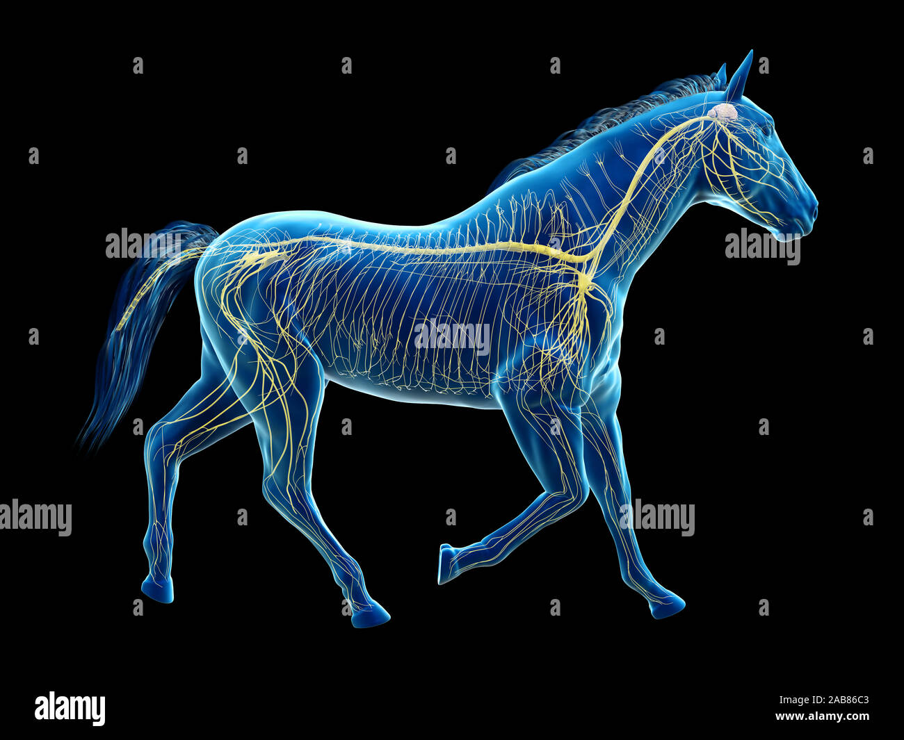 3d rendered medically accurate illustration of the equine anatomy - the ...