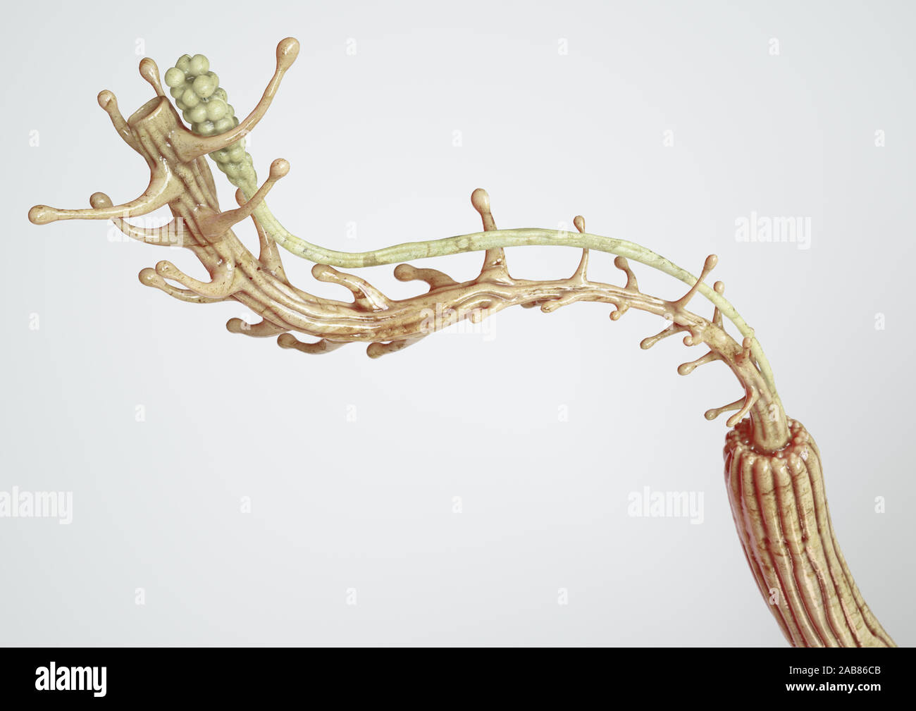 Cross section through a muscle with visible muscle fibers ...