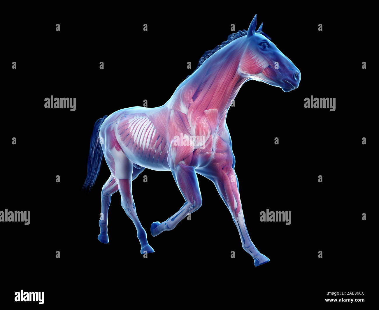 3d rendered medically accurate illustration of the equine anatomy - the ...