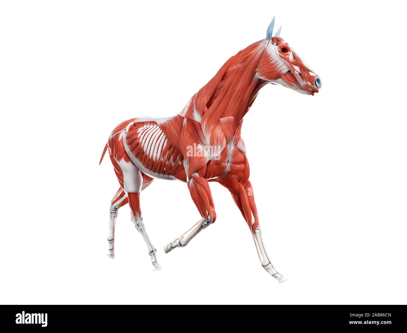 3d rendered medically accurate illustration of the equine anatomy - the ...