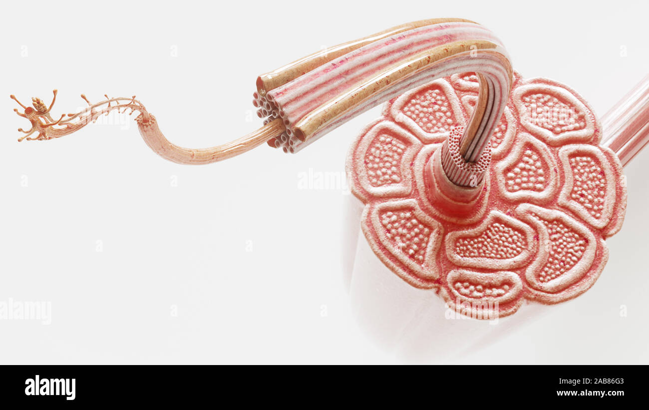 Cross section through a muscle with visible muscle fibers ...