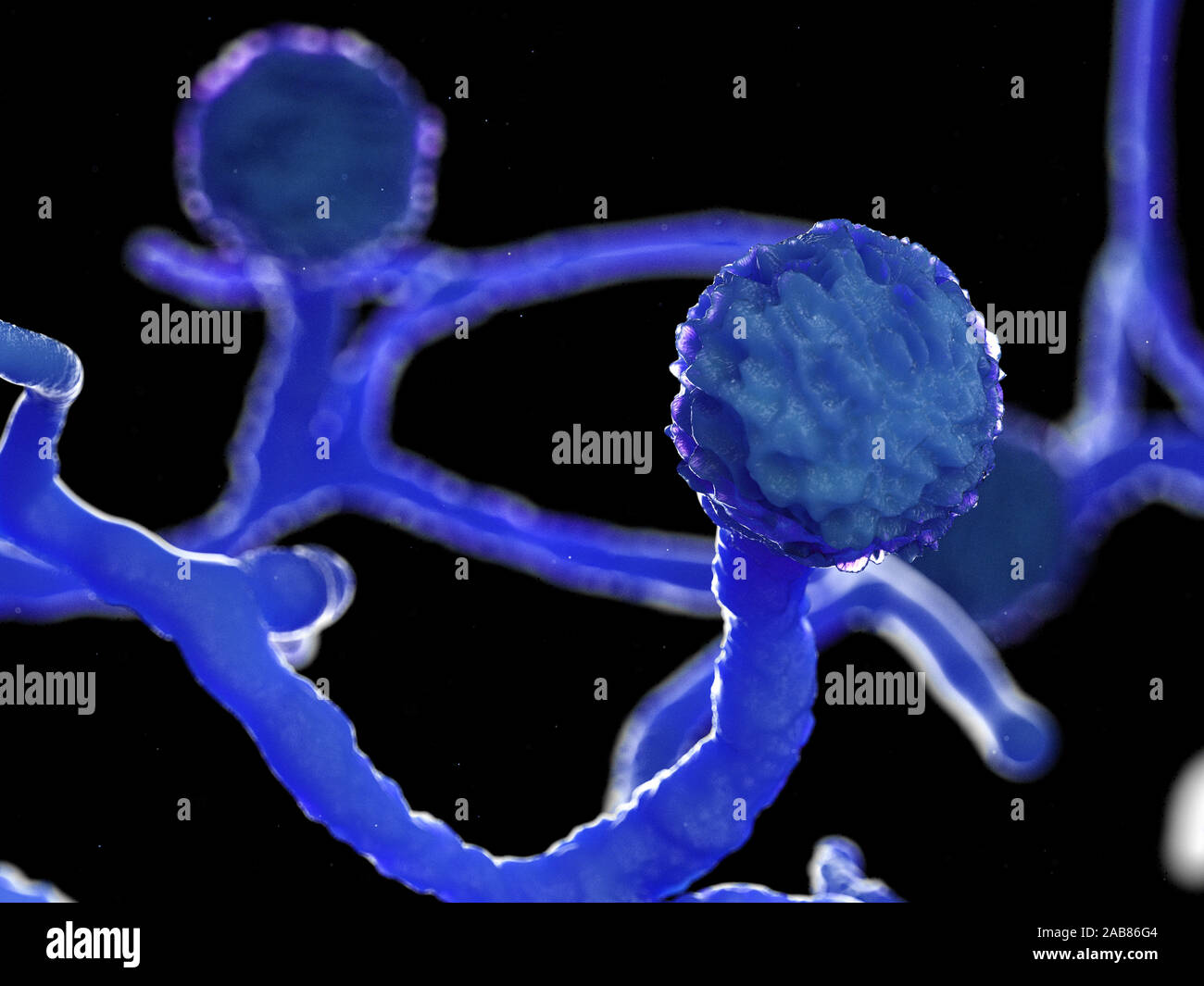 Mucor Under Microscope