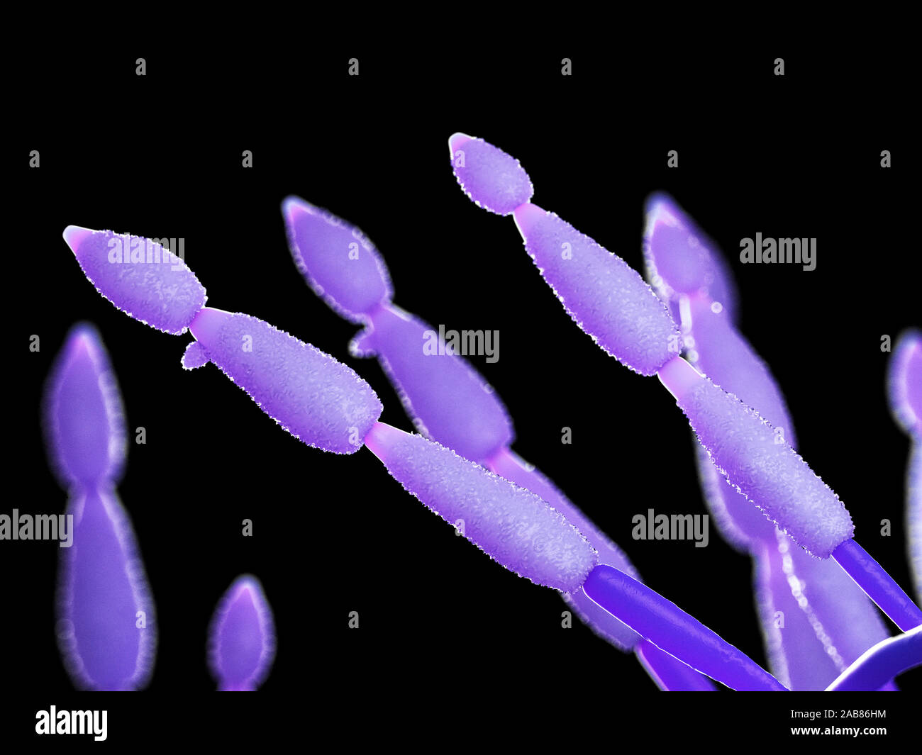 3d rendered illustration of the alternaria mold Stock Photo - Alamy