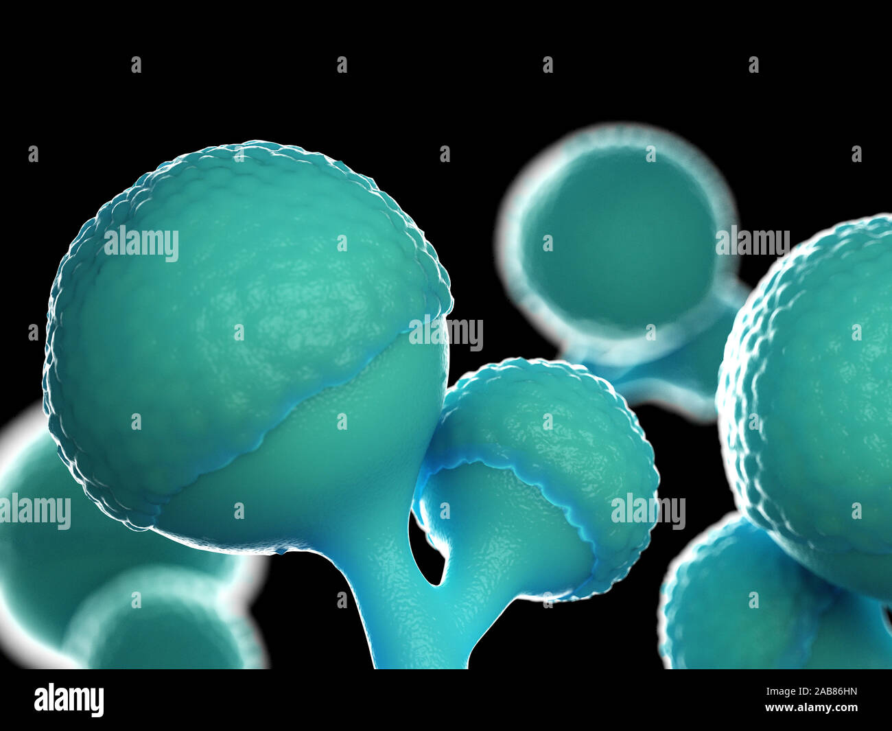Rhizopus hi-res stock photography and images - Alamy