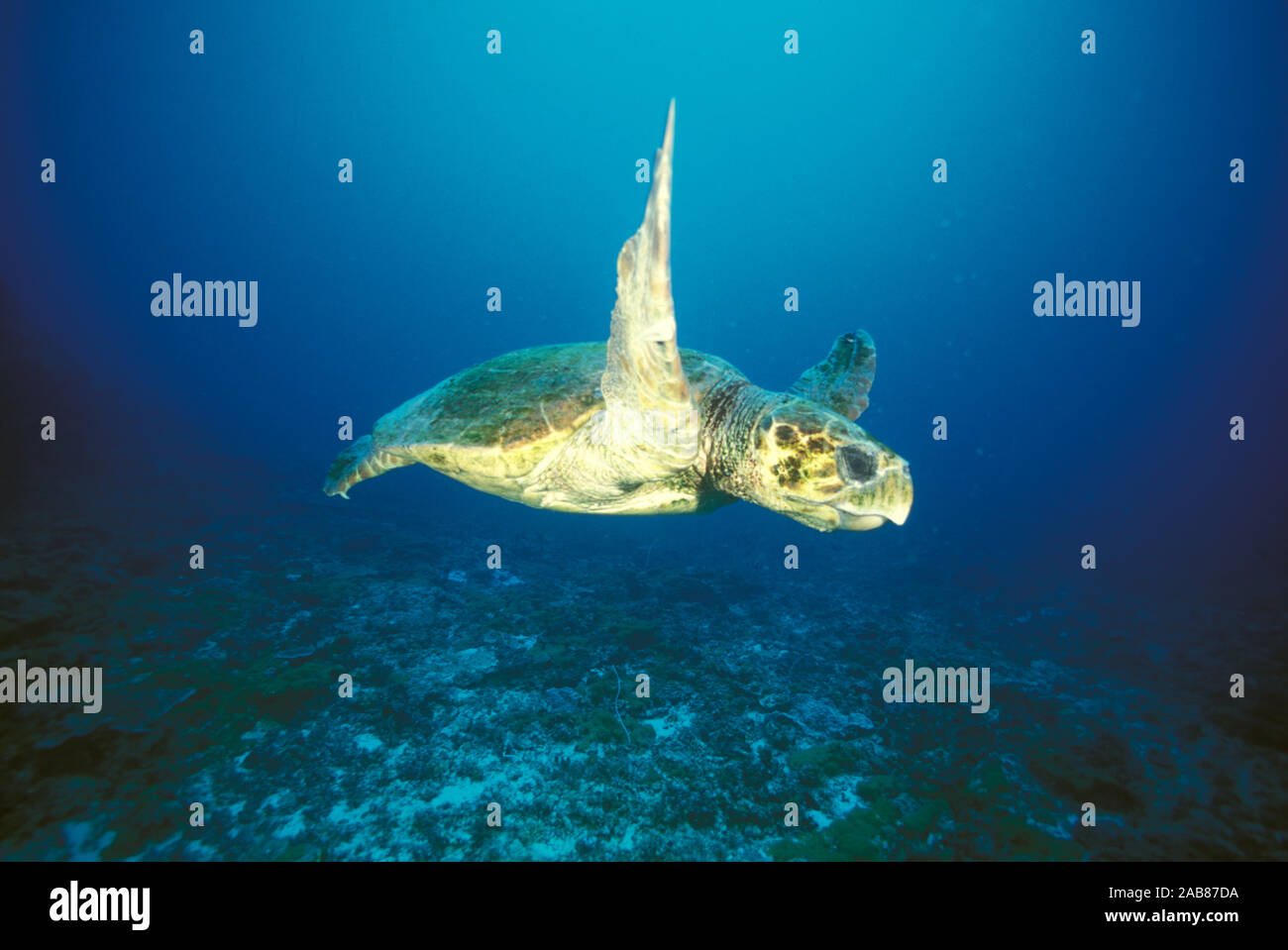 Loggerhead turtle (Caretta caretta), swimming midwater. Its diet ...
