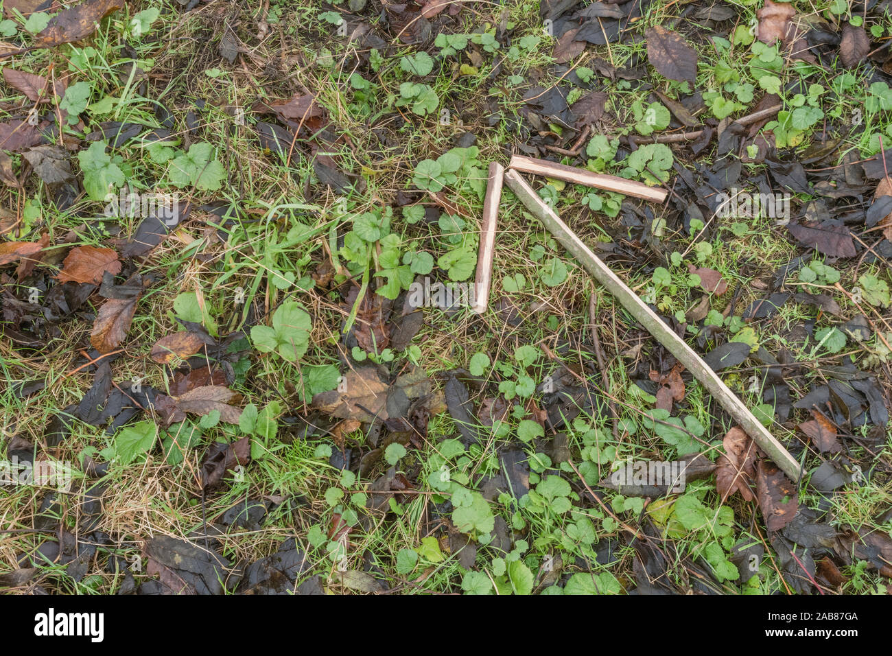 Survival skills concept. Signal arrow on leaves showing 'proceed this ...