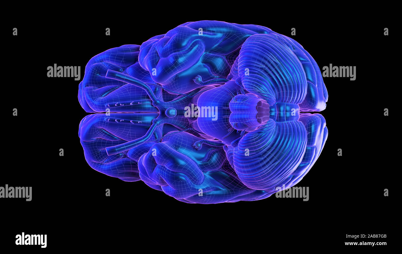 3d rendered synthwave style illustration of a human brain Stock Photo ...
