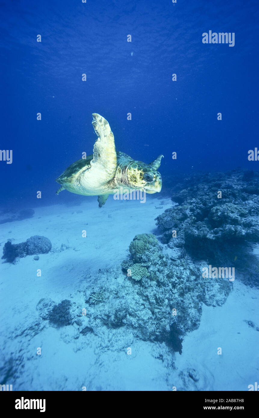 Loggerhead turtle (Caretta caretta), swimming midwater. Its diet ...