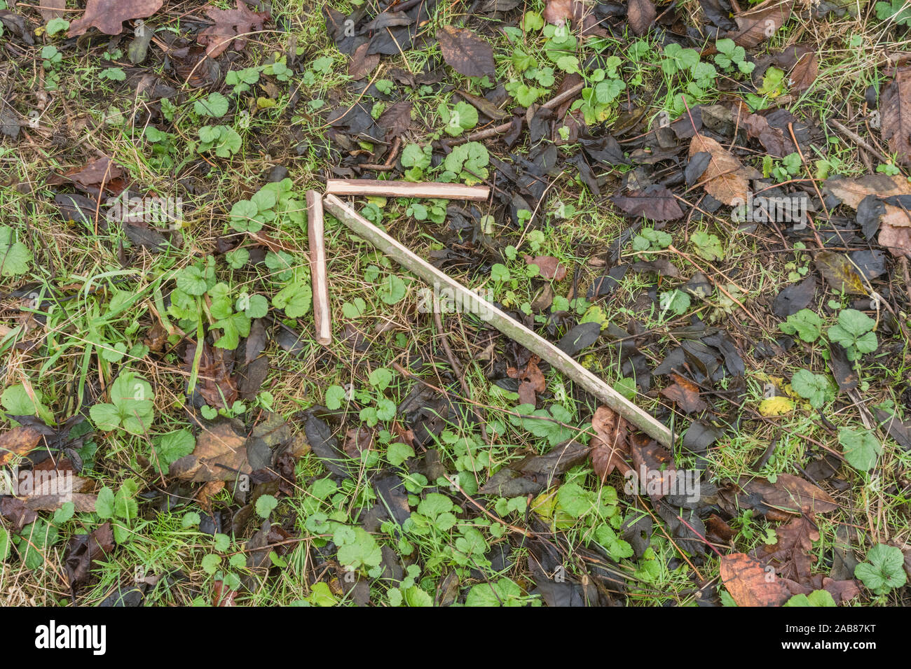 Survival skills concept. Signal arrow on leaves showing 'proceed this ...