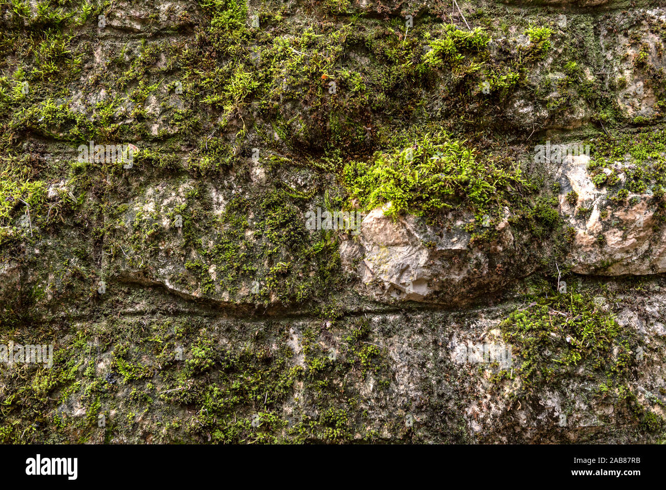 Moss on a rock surface. Relief and texture of stone with patterns and ...
