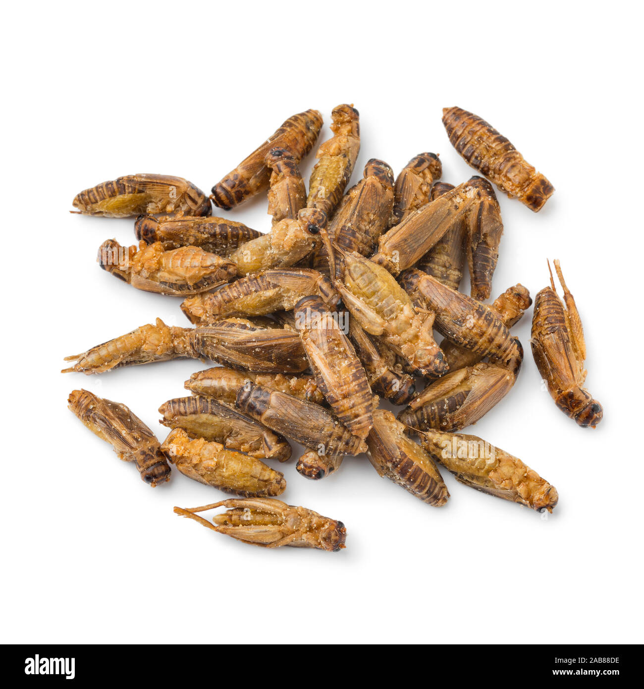 Edible crickets hi-res stock photography and images - Alamy