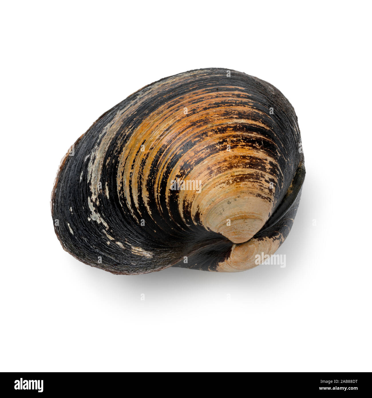 Single fresh raw spisula solida, surf clam isolated on white background ...