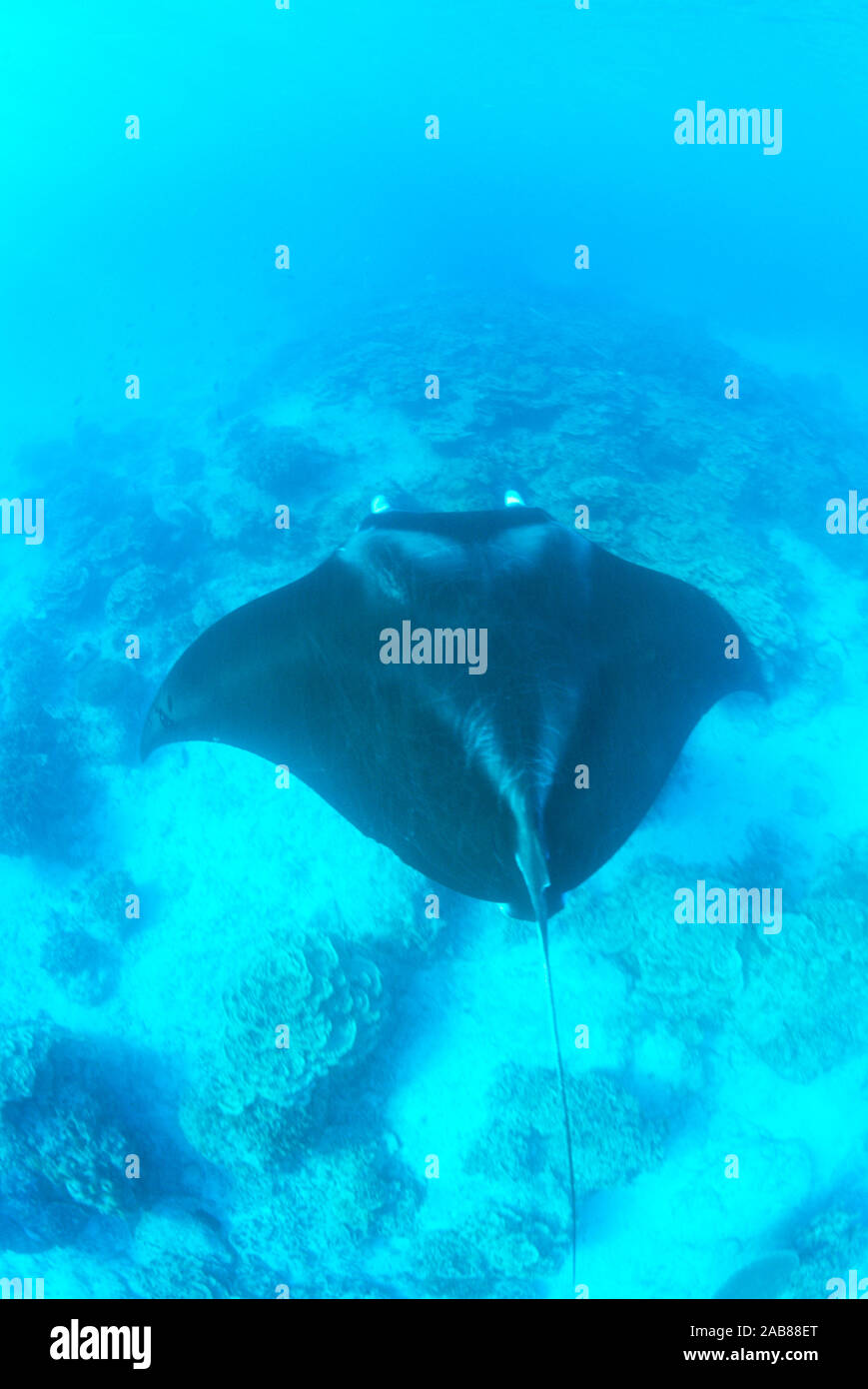 Giant manta rays australia hi-res stock photography and images - Alamy