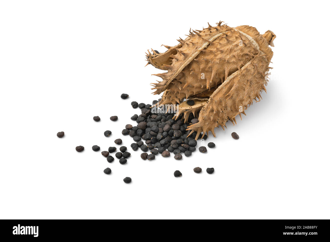 Dried Datura capsule withblack seed isolated on white background Stock ...