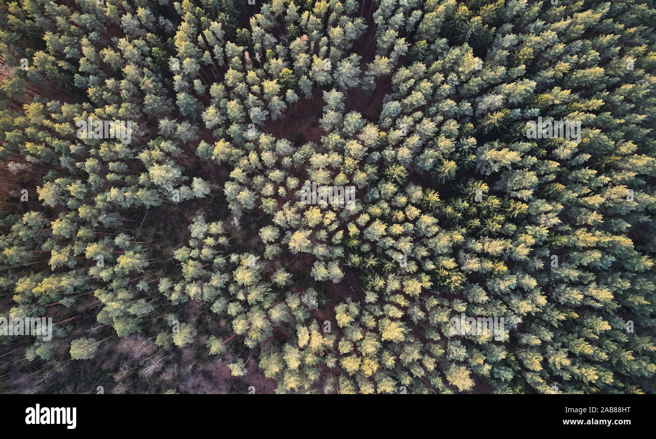 Pattern of green forest background above top view Stock Photo - Alamy