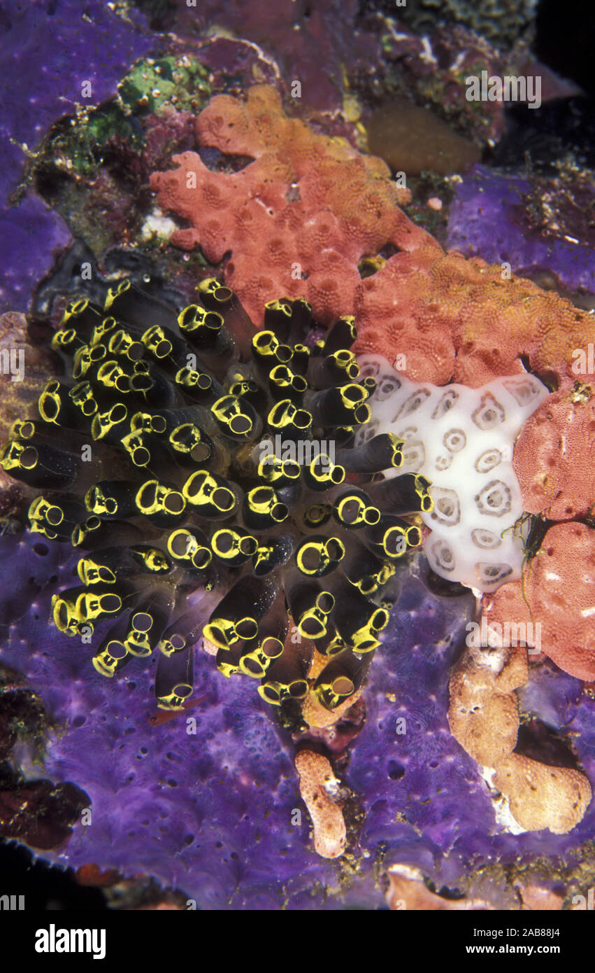 Ecological niche hi-res stock photography and images - Alamy